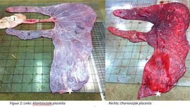 Een merrie aan de nageboorte - Landbouwleven